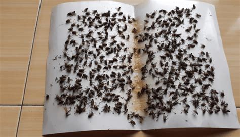 4 Types Of Bed Bug Traps How Do They Work Best Pest Control