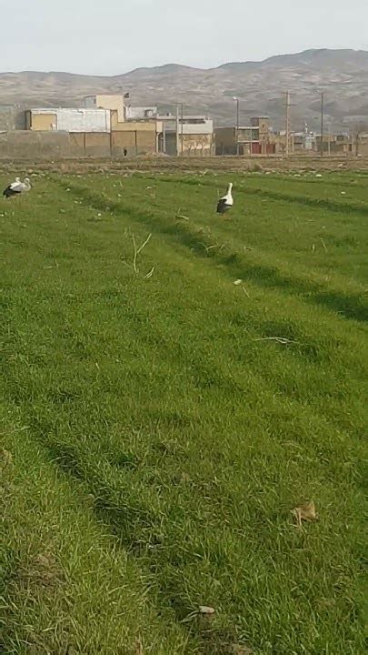 کوچ پرندگان به فضای شهر ی 😬😡😭😭😭😭 Youtube