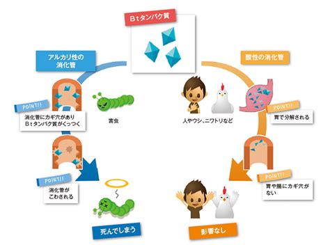 よくある質問｜食べたら害虫が死んでしまうような遺伝子組み換え作物を人間や家畜が食べても平気ですか。｜バイテク情報普及会