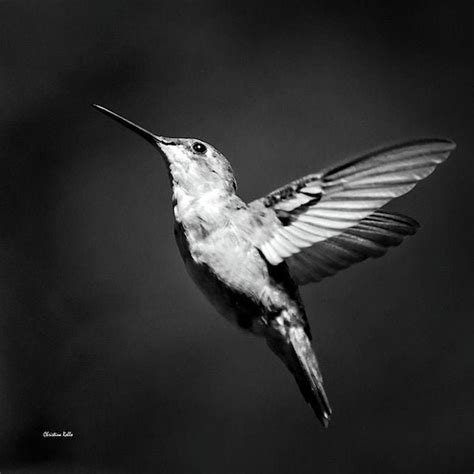 Black And White Hummingbird Print Bird Art Black And White Nature