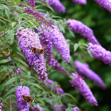 Buddleia Butterfly Bush Seeds Garden Flower Seeds