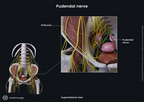 Pudendal Nerve Female Pelvis Anatomy App