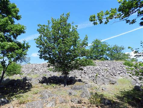 Skogsrud Broborg Fornborg