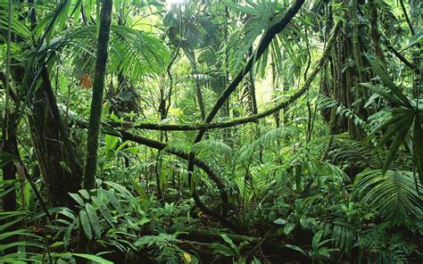 Jungle Landscape Foret Amazonienne Paysage Jungle Jungle Africaine