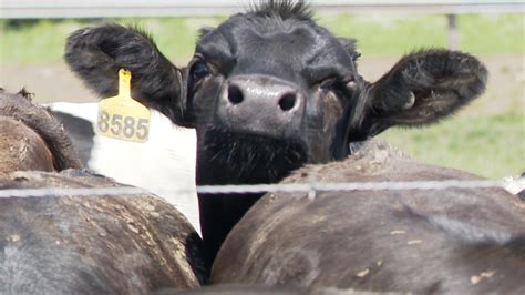 Are Cafo Large Farms Bad For Ohio Water Quality