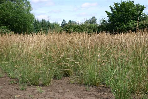 Silver Falls Seed Company Bentgrass Spike