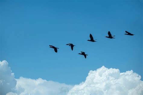 128 Thousand Bird Migration Background Royalty Free Images Stock