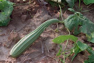 Tori Vegetable In English Tori Vegetable Health Benefits The Global