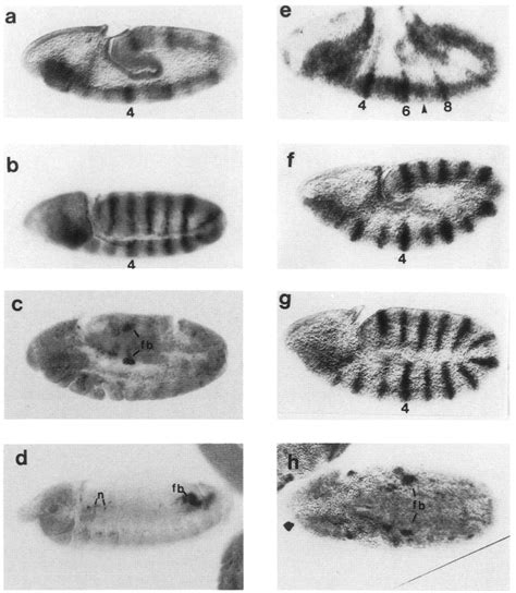 Striped Expression From The Introncontaining Constructs Disappears In