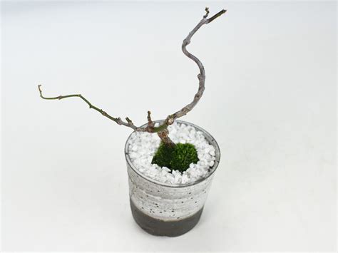 ルリビョウタン琉璃瓢箪の盆栽の盆栽の販売｜盆栽妙 盆栽妙 本店