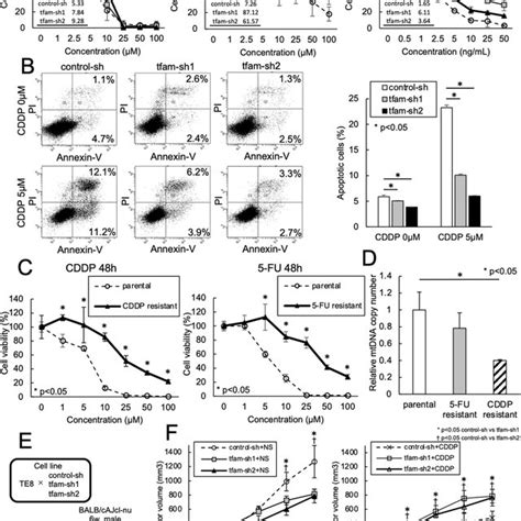 Relationship Between Mtdna Mitochondrial Membrane Potential And Dna Download Scientific