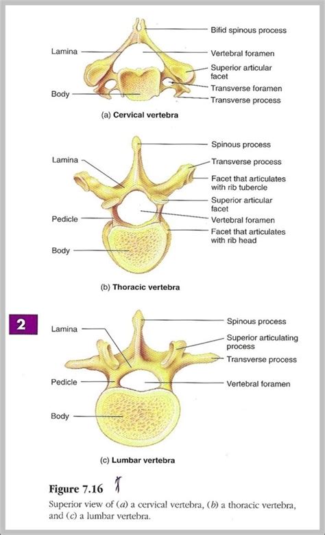 Vertebrae Labeled Anatomy System Human Body Anatomy Diagram And