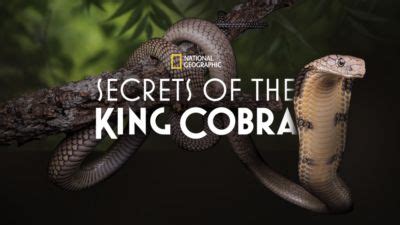 Secrets Of The King Cobra Disney Australia Wiki Fandom