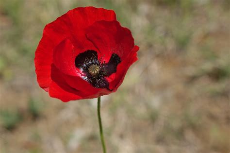 Mak Kwiat Maku Czerwony Darmowe Zdjęcie Na Pixabay Pixabay