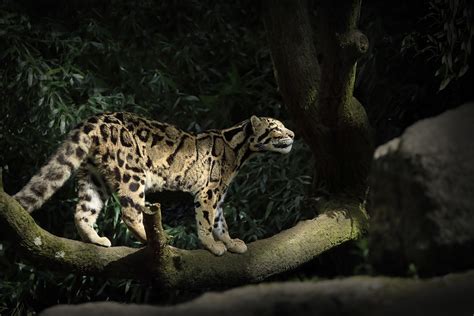 Small Cats Face Big Threats Reasons To Save These Elusive Endangered