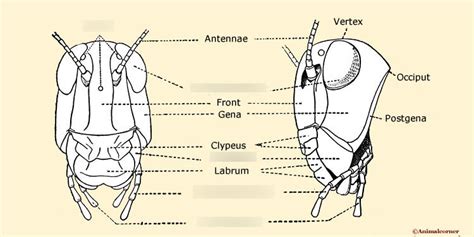 Phylum Arthropoda Lubber Grasshopper Head Class Insecta Diagram Quizlet