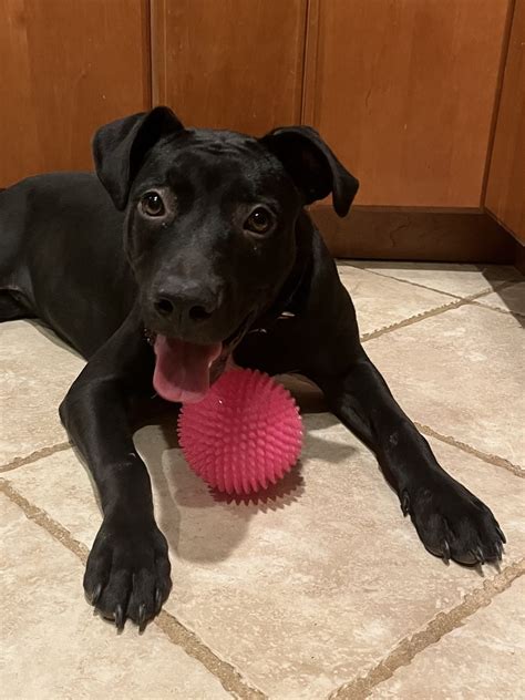 Sparkle Olivia Riley Rescue