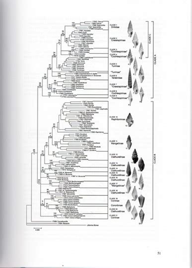 Systematic Classification Of Recent And Fossil Conoidean Gas