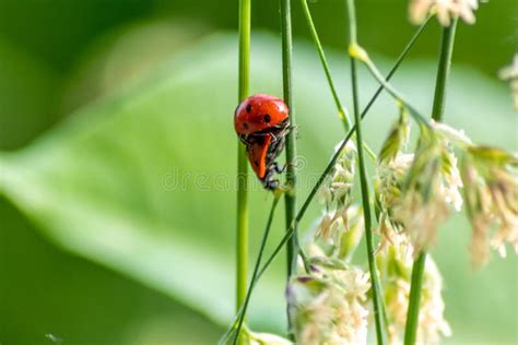 Pair Of Ladybugs Having Sex On A Leaf As Couple In Close Up To Create