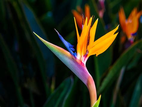 Birds Of Paradise Chromatics Chromatics Birds Of Paradise Ysshxa