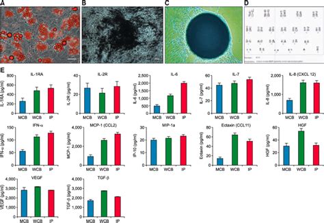 Representative Data Of Quality Control Testing For Mcb Wcb And Ip A Download Scientific