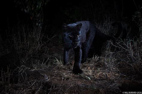 Melanistic Leopard Will Burrard Lucas