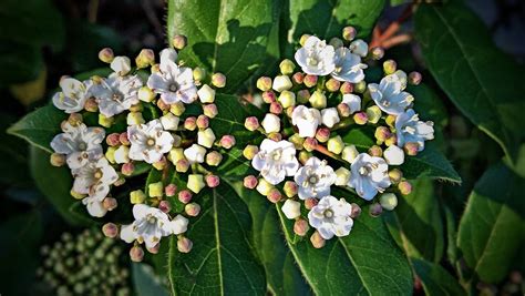 Snowball Winter Snow Ball Free Photo On Pixabay Pixabay