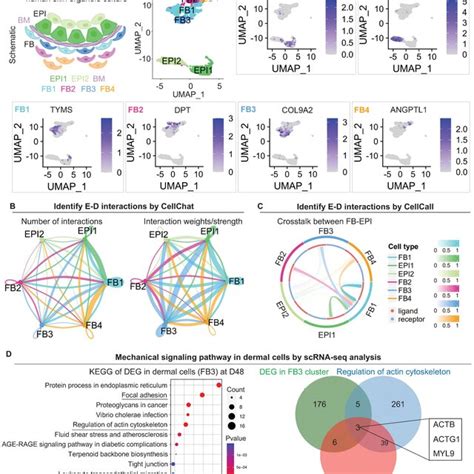 ScRNA Seq Shows Epidermal And Dermal Cell Interactions And Mechanical