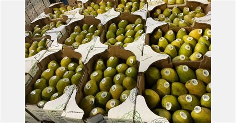 The First Mangos From Mexico Are Available