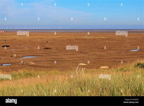 Grey Seals On The Beach At Donna Nook During The Birthing Season On The
