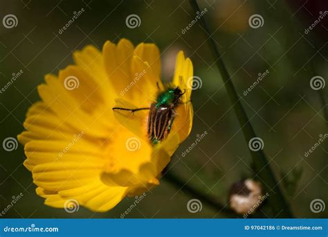 Extreme Close Up Of An Emerald Bumblebee Scarab Beetle Pollinating A Yellow Daisy During Spring