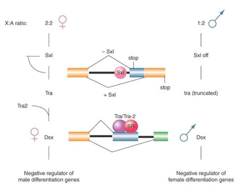 Alternative Splicing Is A Rule Rather Than An Exception In