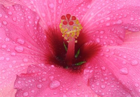 Feature Of The Life Cycle Flowering Seed Plants Home Alqu