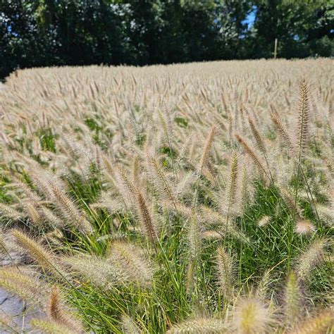 Pennisetum Alopecuroides Cassian Piórkówka Japońska Cassian