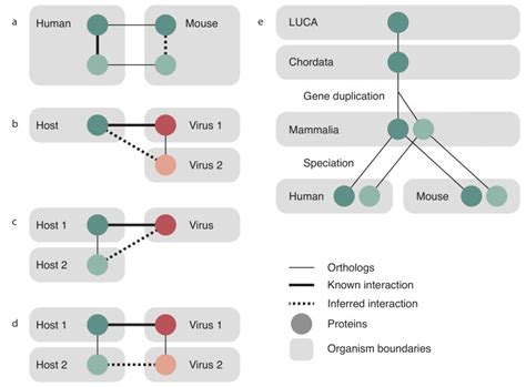 Virusesstring A Virus Host Protein Protein Interaction Database