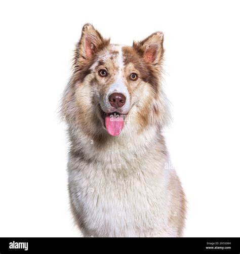 White Australian Shepherd Mix