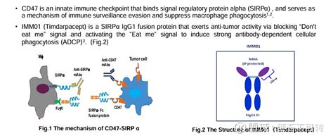 宜明昂科imm01：cd47血液瘤最后的战役 转载自umabs Db2024年6月的asco期间， 宜明昂科 更新了sirpα Fc融合蛋白