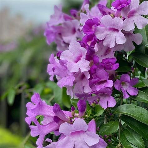 Lisa Tseng Tseng2022 • Threads Say More