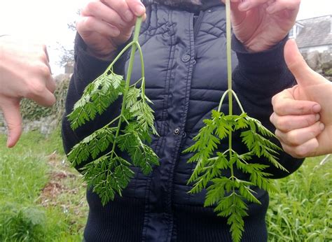 hemlock v cow parsley galloway wild foods