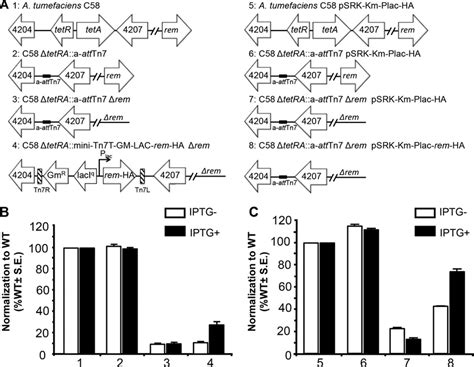 Chromosomal And Plasmid Based Complementation Of Motility In Rem A Download Scientific