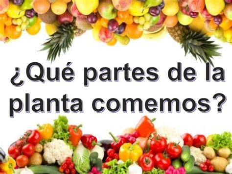Partes De Una Planta Que Puedes Comer