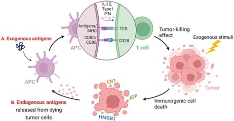 Schematic Illustration Of Cancer Vaccines Based On Exogenous Or Download Scientific Diagram