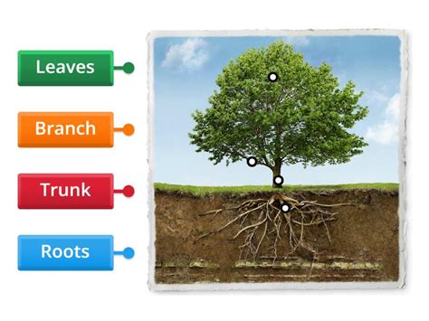 Structure Of A Deciduous Tree Labelled Diagram