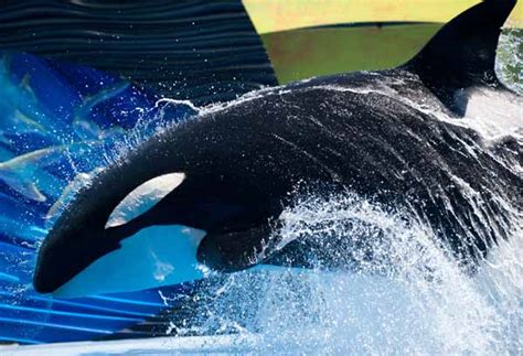 Kayla Orca Tank Wiki Fandom
