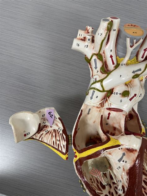 Heart Model Right Atria Diagram Quizlet