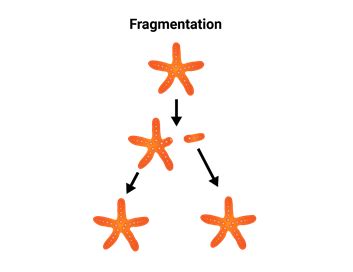 Fragmentation Definition And Examples Biology Online Dictionary
