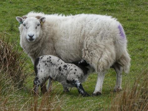 Premium Photo Spring Lamb