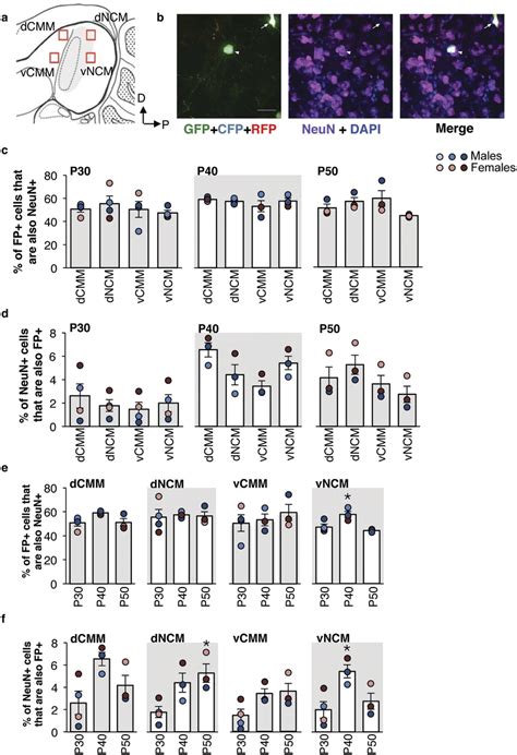 Colocalization Of Fluorescent Proteins And Neun A Schematic Of The