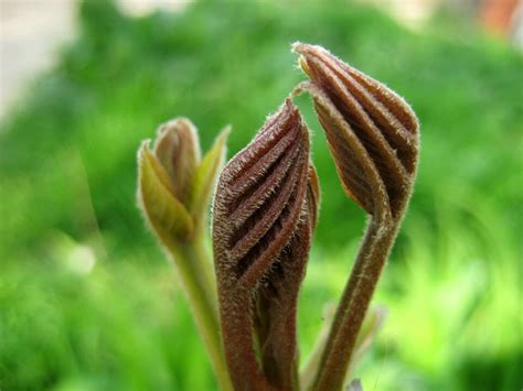 Grass Plant Sheet Free Photos On