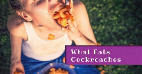 What Eats Cockroaches Roach Predators Pest Survival Guide